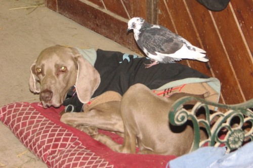 Zoey Pearl – The Weimaraner Association of Canada Rescue